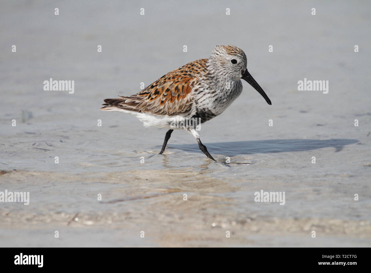 Dunlin calidris alpina wading hi-res stock photography and images - Alamy