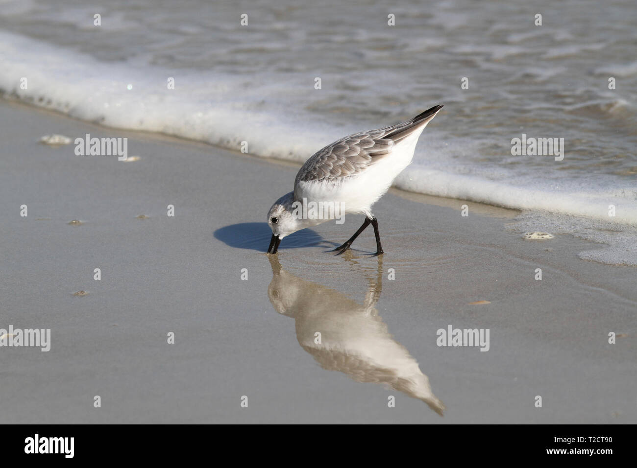Mauri fishing hi-res stock photography and images - Alamy