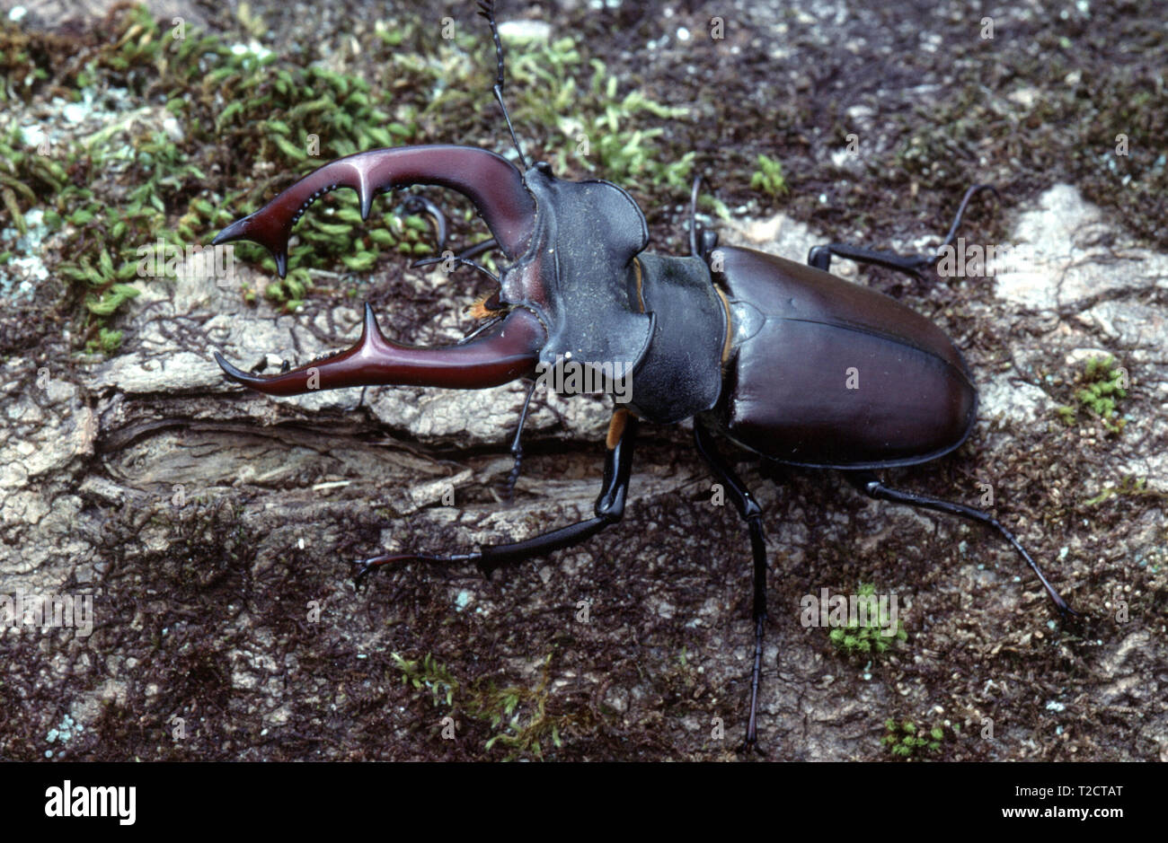 Stag beetle, Lucanus cervus, Male, UK, large antlers Stock Photo - Alamy