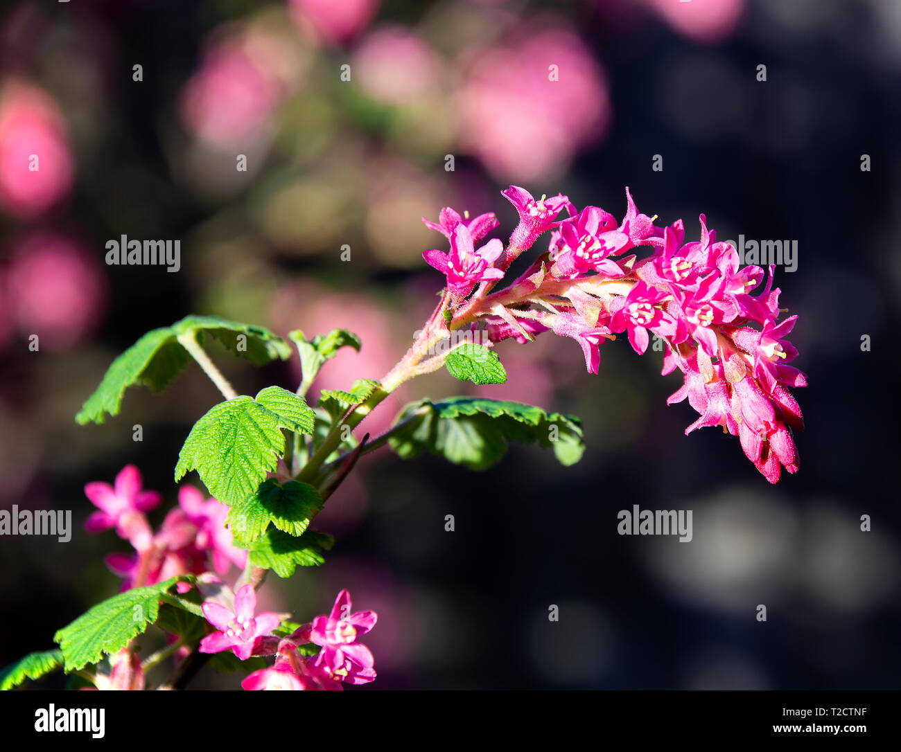Beautiful Pinky Red Flowering Currant Flowers King Edward VII in Spring ...