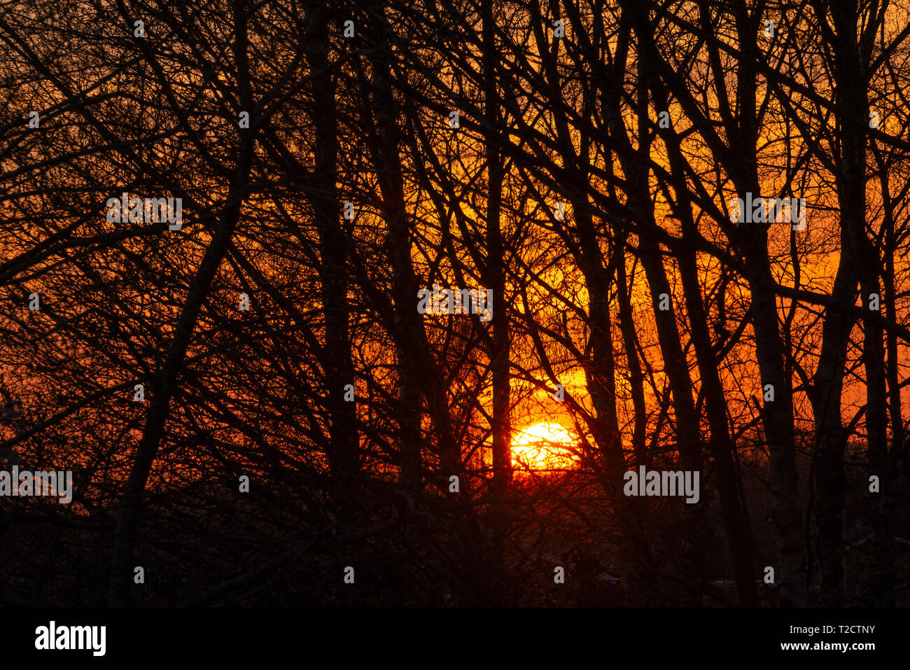 A Beautiful Red Sun Setting Behind Silver Birch Trees in a Garden in ...