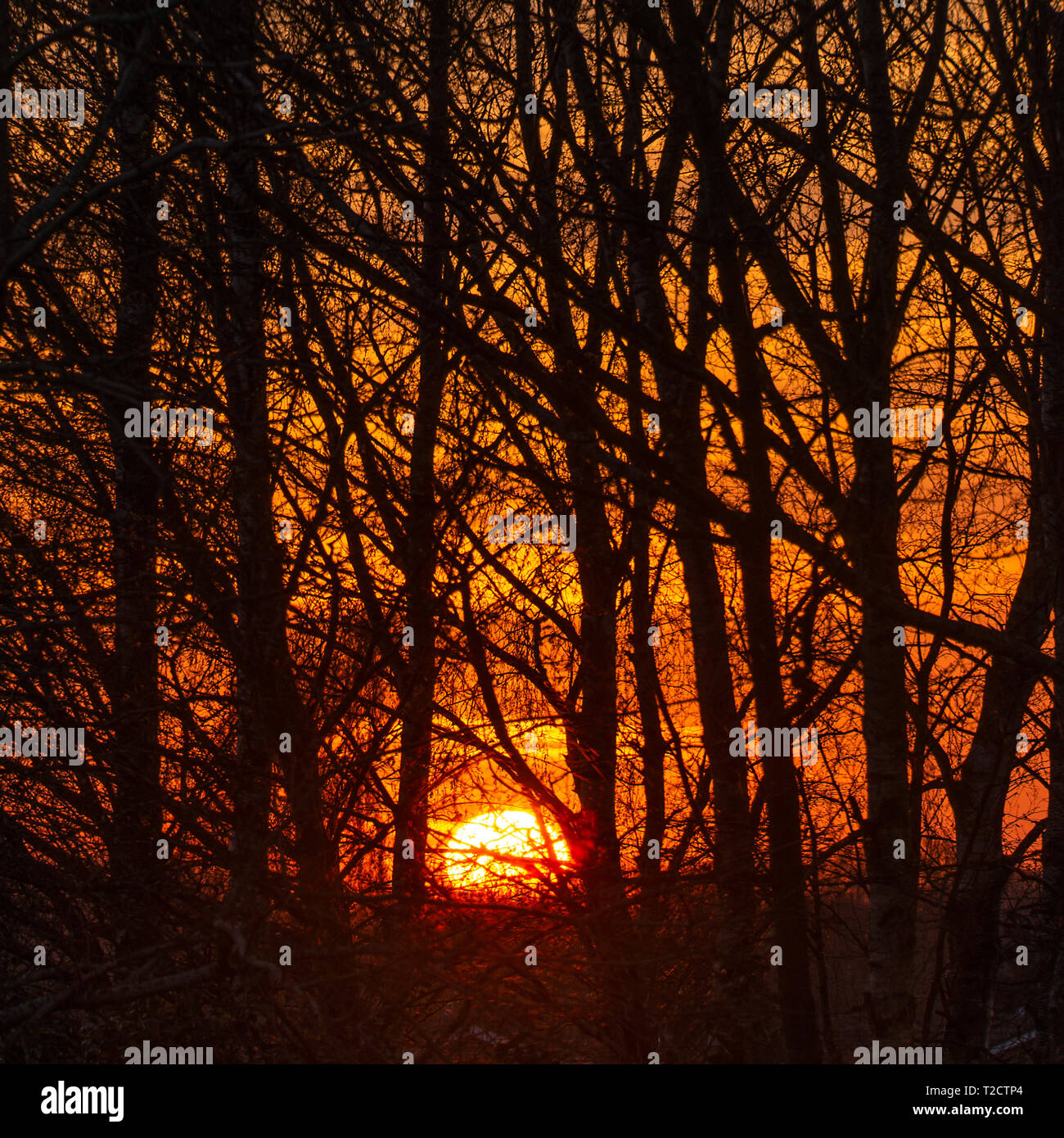 A Beautiful Red Sun Setting Behind Silver Birch Trees in a Garden in ...