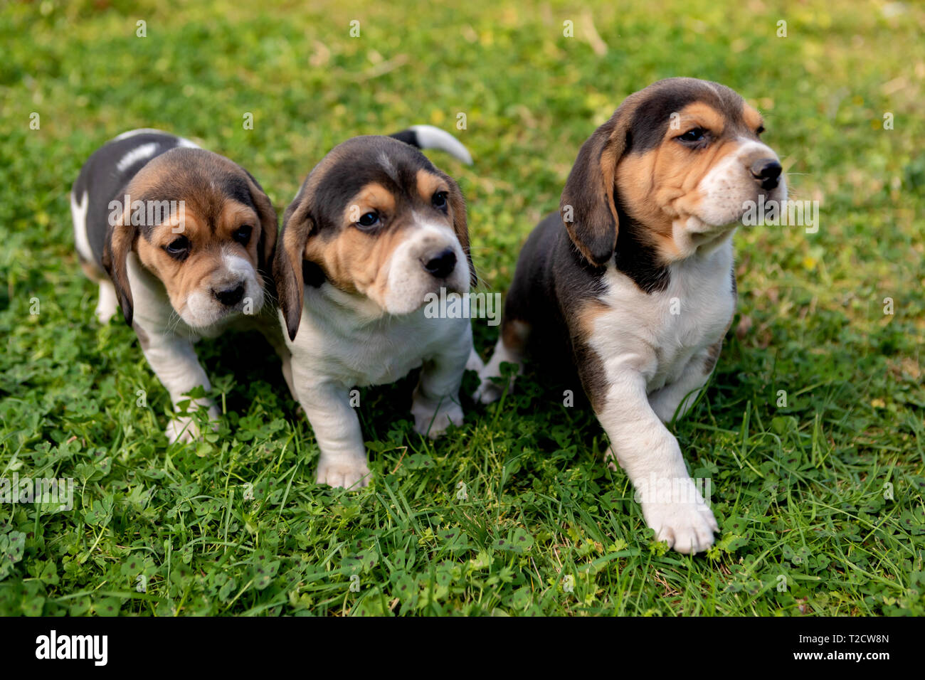 Pupies hi-res stock photography and images - Alamy
