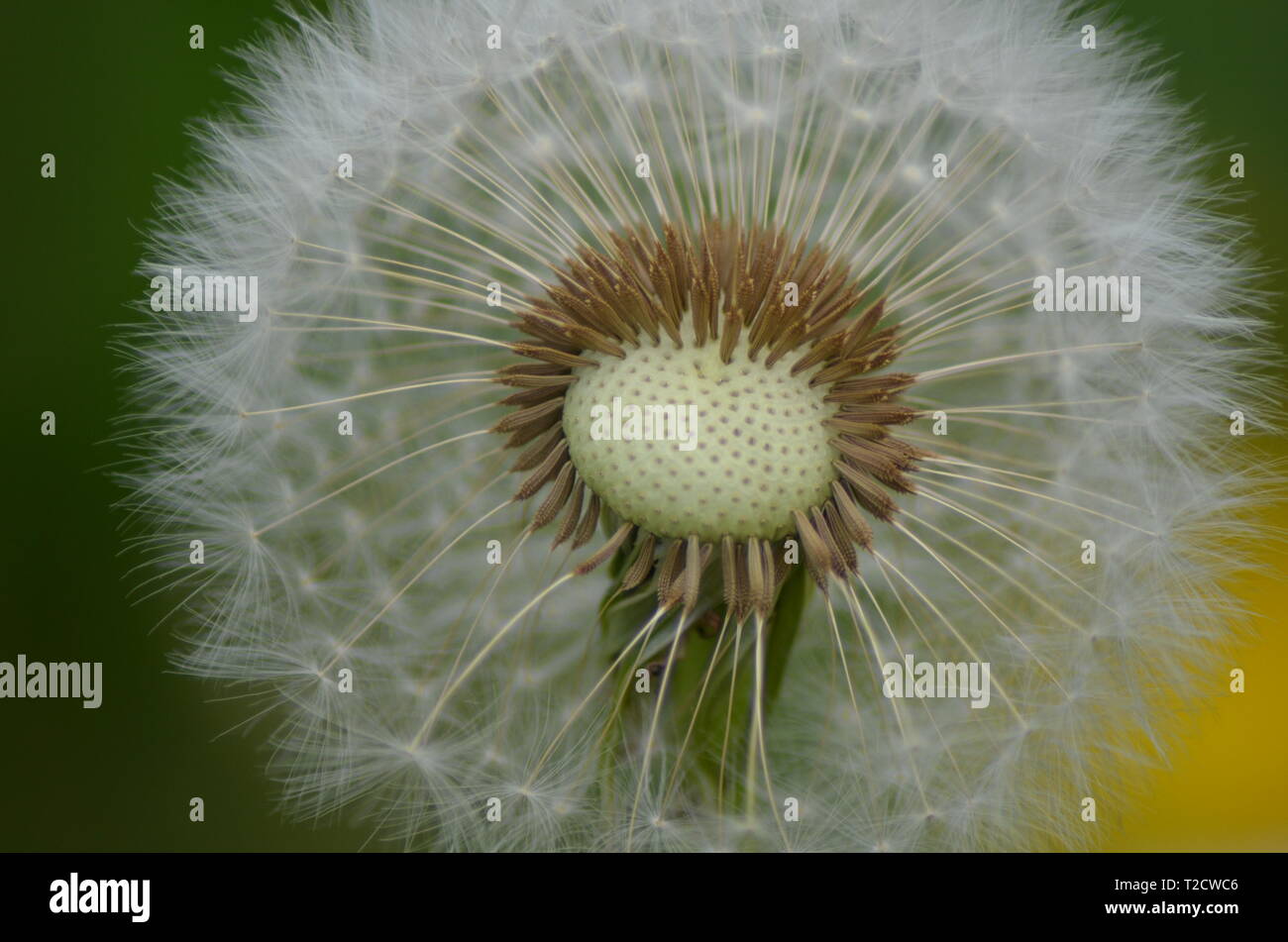 Catharsis, demolition, flower Stock Photo - Alamy