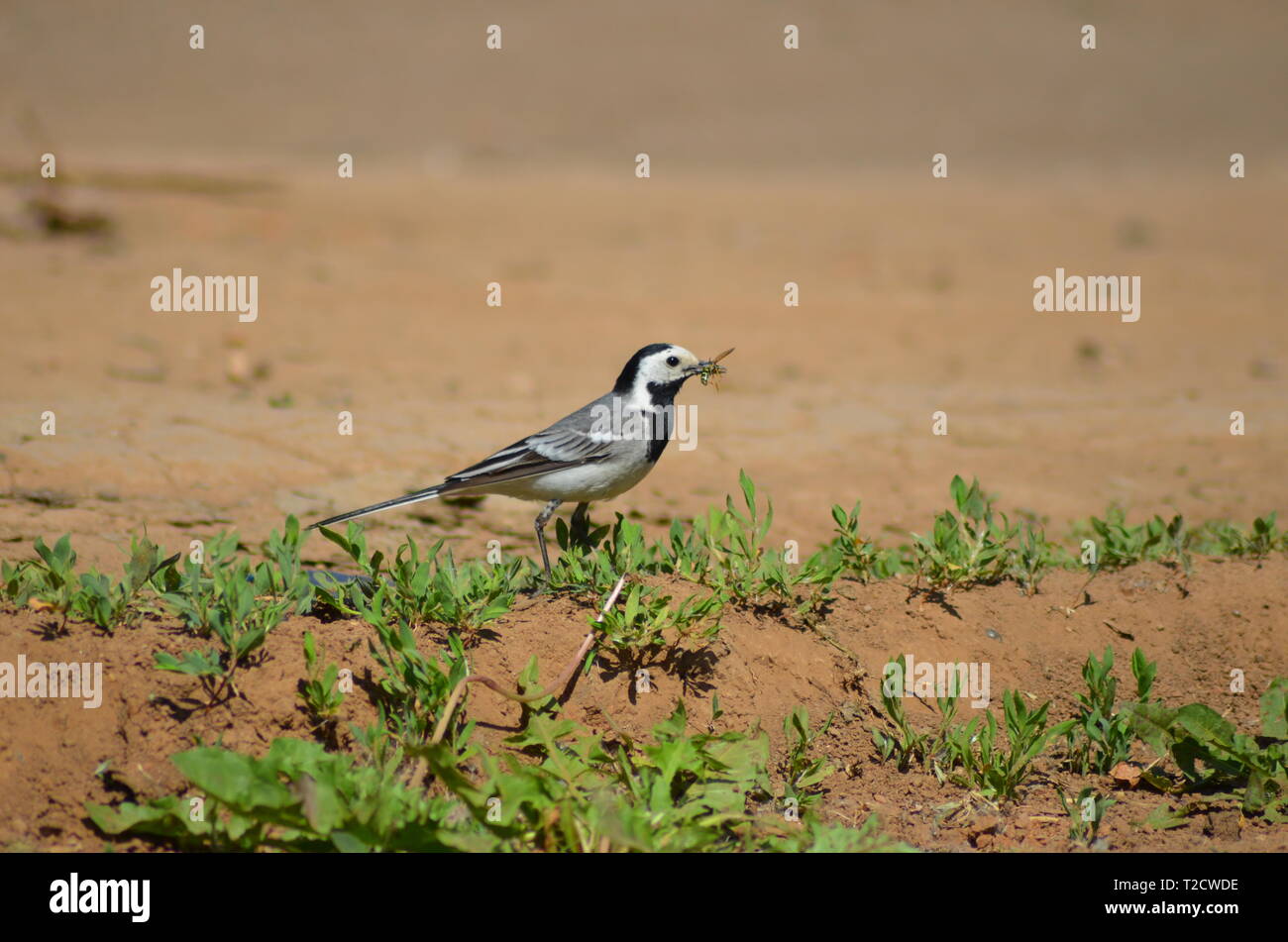 Instincts hi-res stock photography and images - Alamy