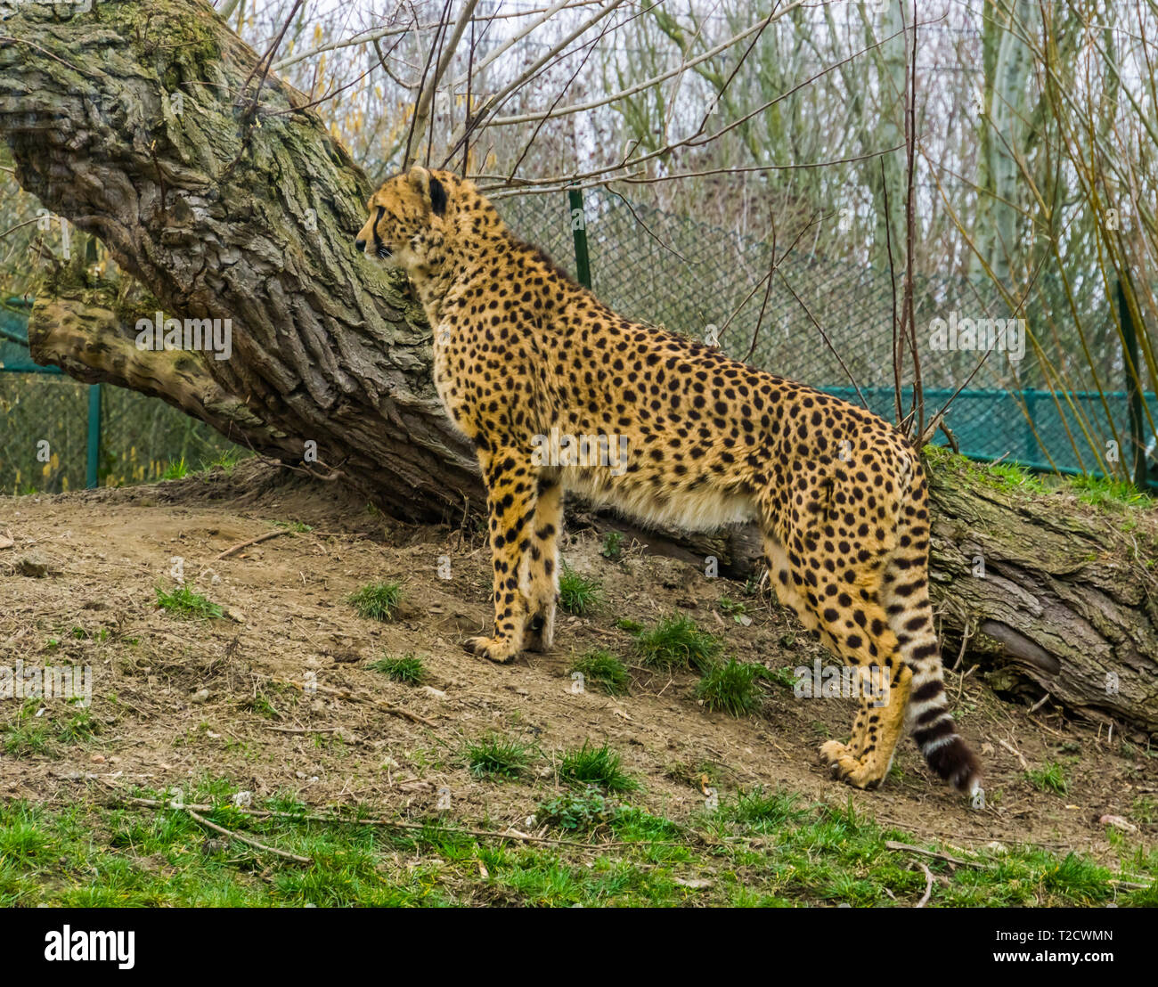 portrait of a cheetah standing on a grass hill, Vulnerable animal ...