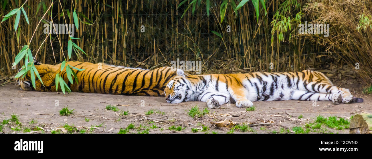 two siberian tigers sleeping together on the ground, endangered animal ...