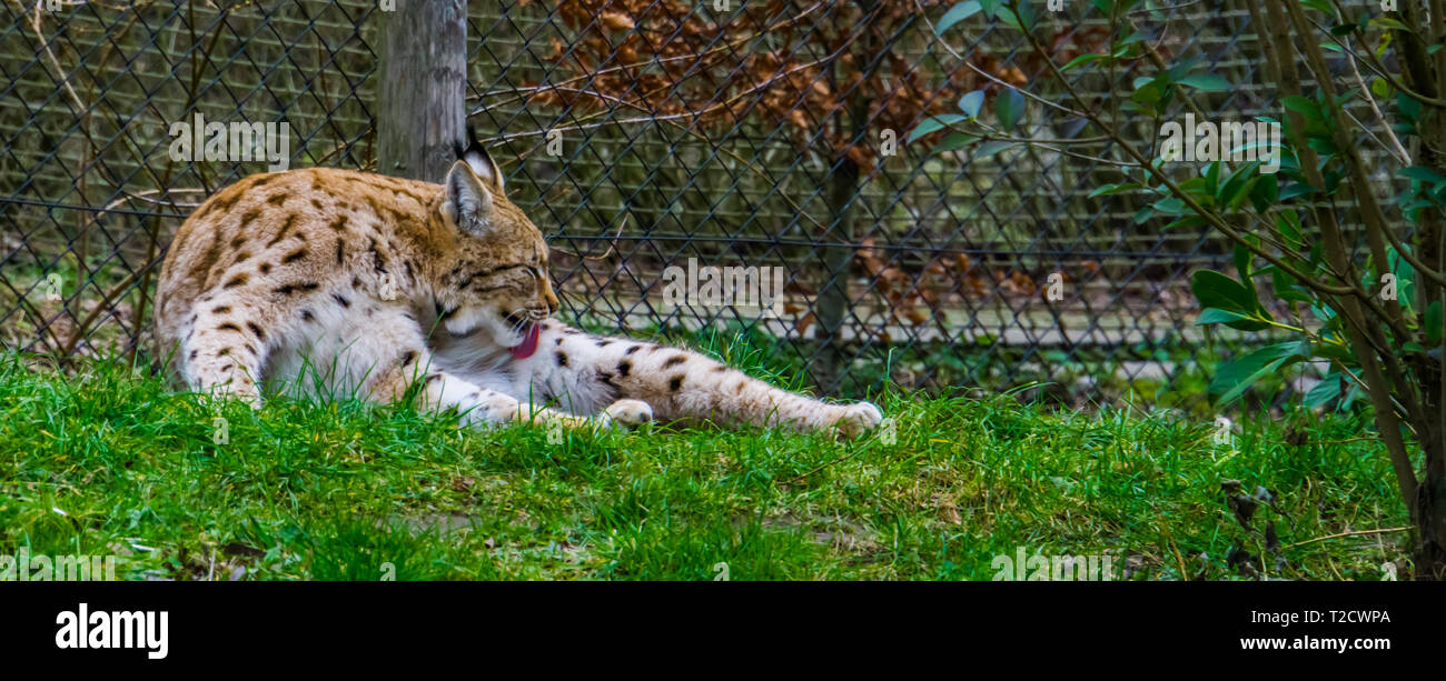 Lynxes Wild Animal Animals Stock Photos & Lynxes Wild Animal Animals ...