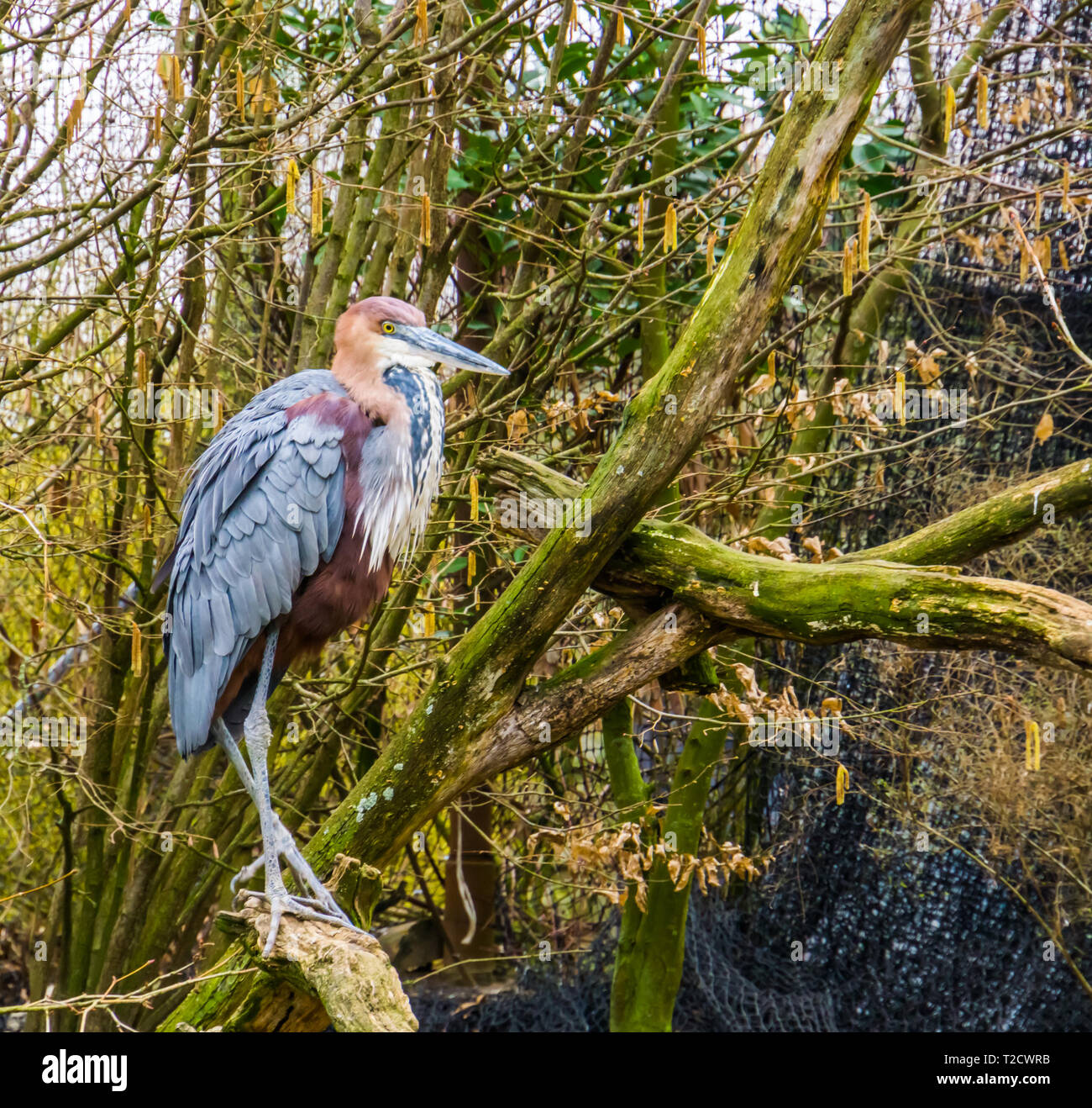 closeup of a goliath heron sitting on a tree branch, worlds largest ...