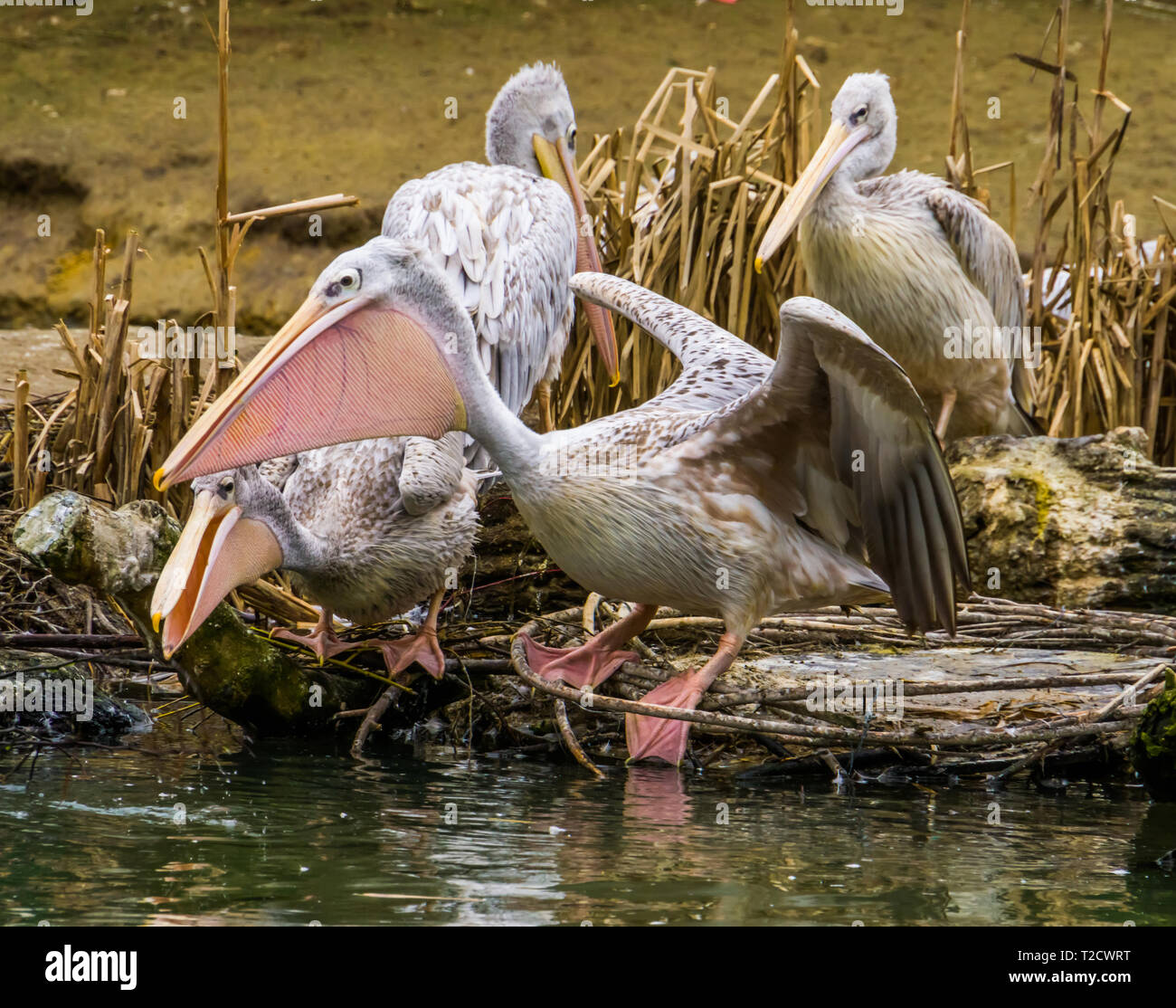 rose backed pelican standing at the water side and spreading its wings ...