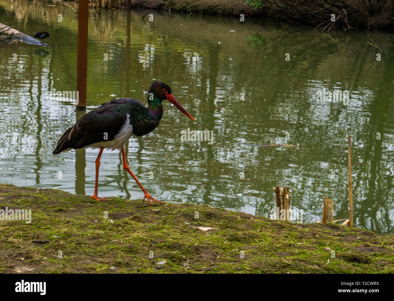 Black stork walking at the water side, Bird from eurasia Stock Photo ...