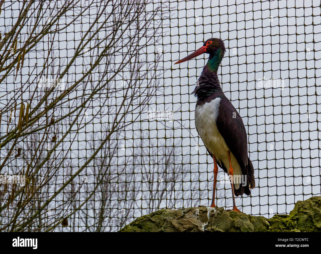 Rock stork's bill hi-res stock photography and images - Alamy