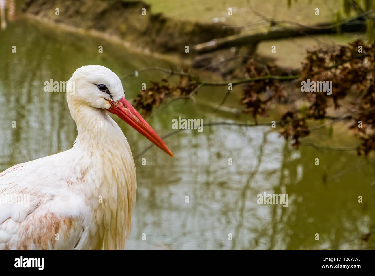closeup of the face of a white stork, common bird in Europe Stock Photo ...