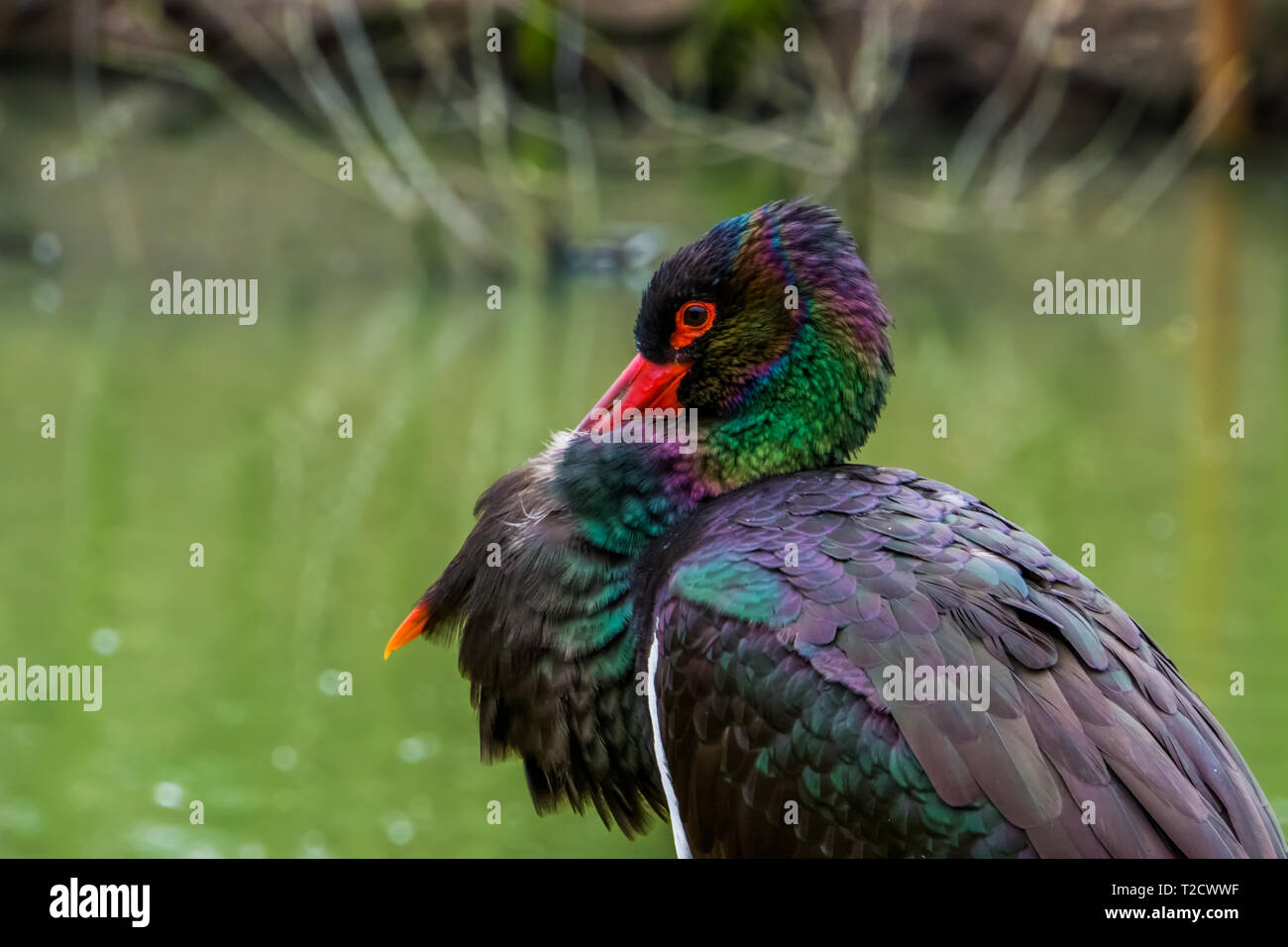 face of a black stork in closeup, beautiful bird with shiny and ...
