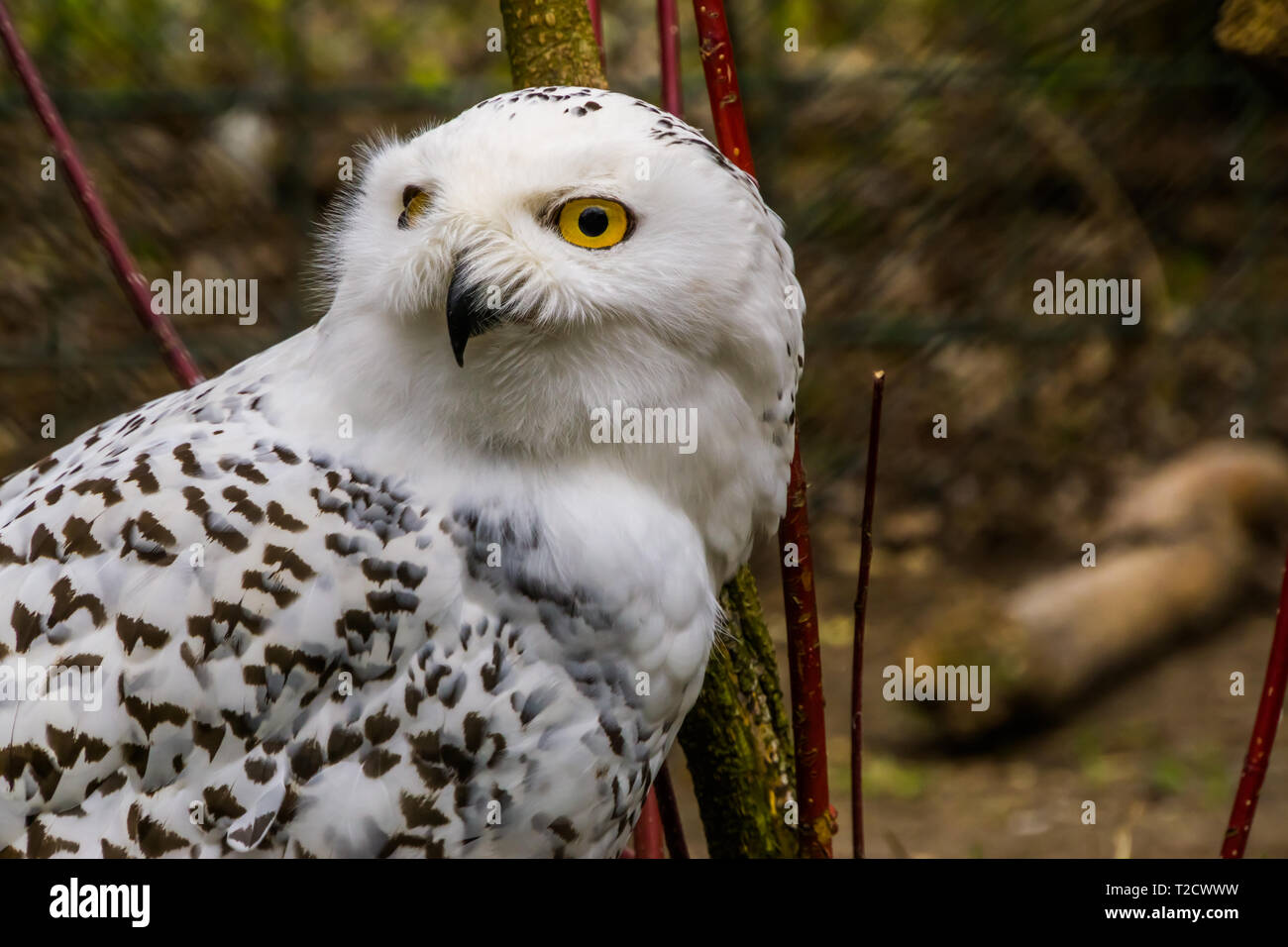 the face of a white snowy owl in closeup, beautiful arctic bird ...