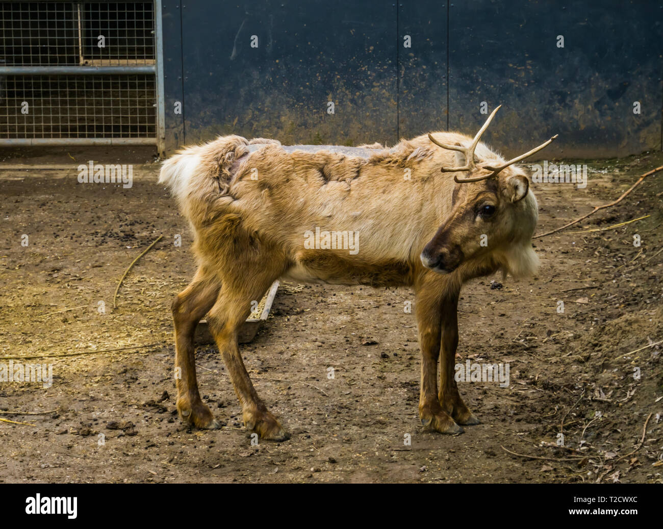 animal diseases, young reindeer suffering from baldness on the back ...