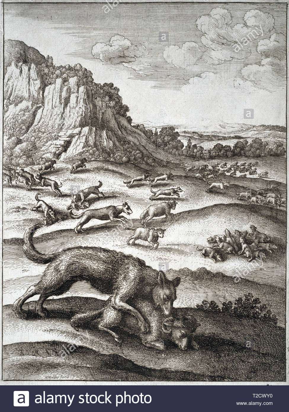 The Wolves and the Sheep, one of Aesop's Fables, etching by Bohemian ...