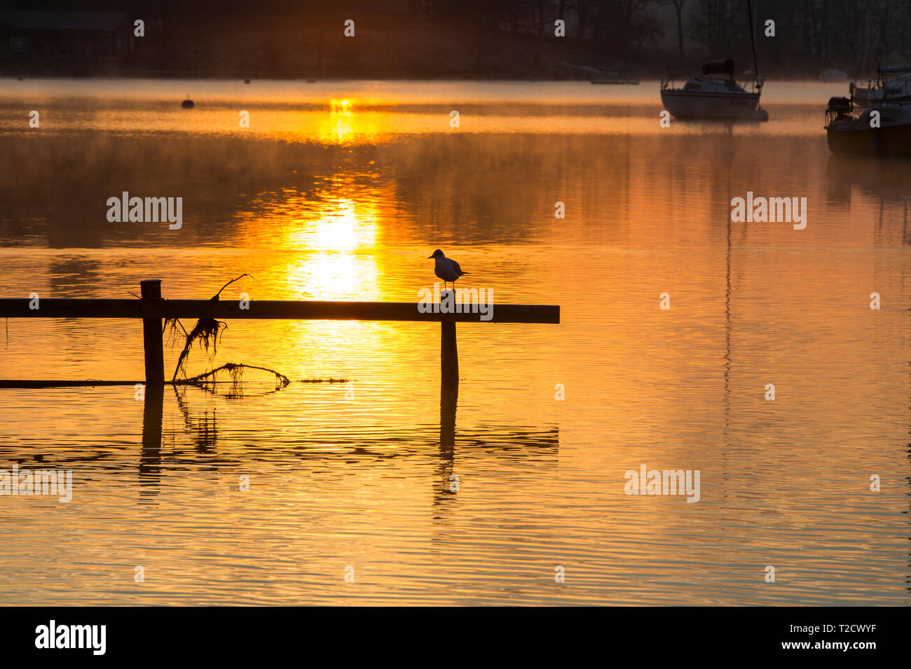 A Black Headed Gull on Lake Windermere at sunrise, Lake District, UK ...