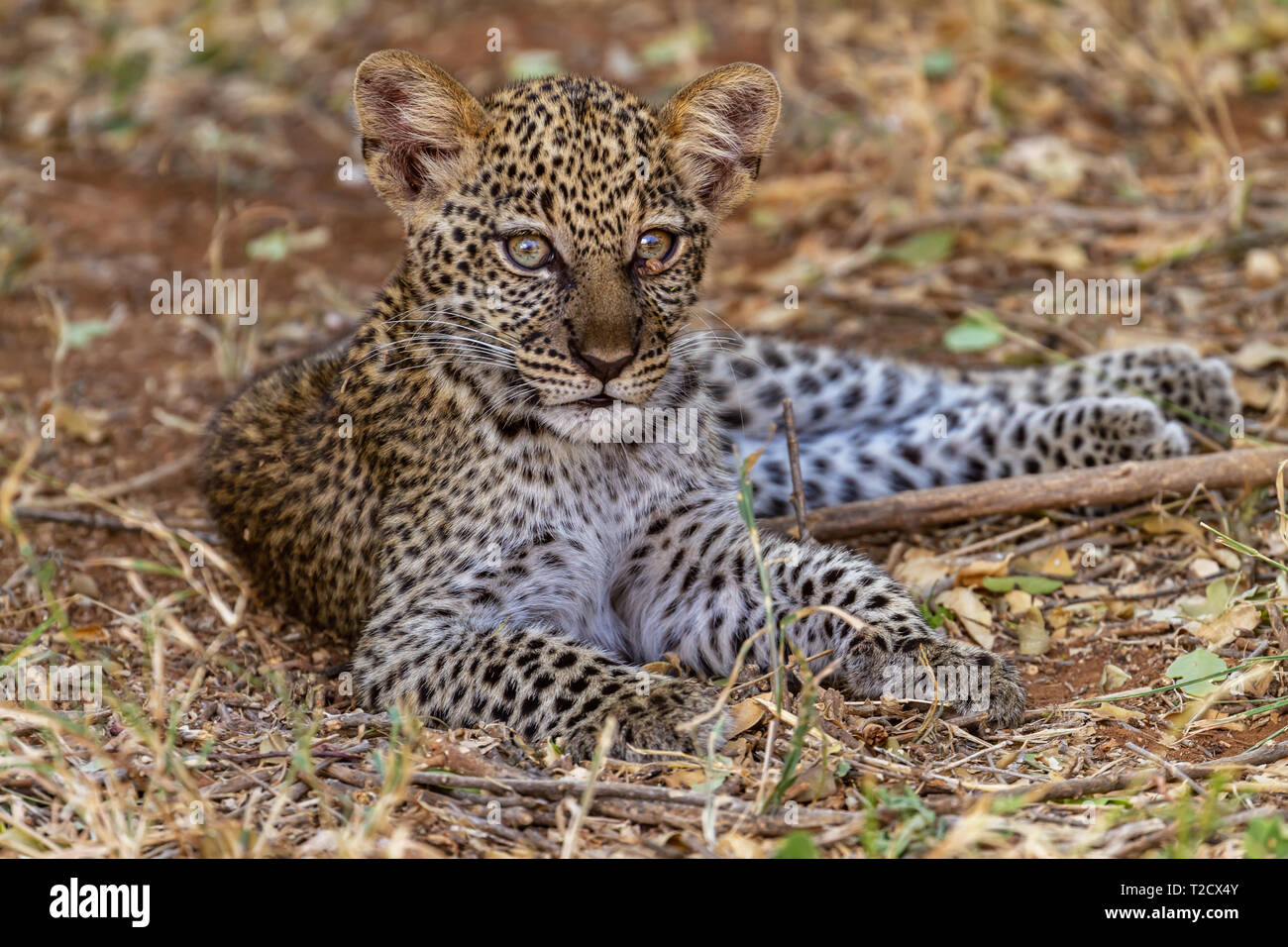 Leopard cub camouflage hi-res stock photography and images - Alamy