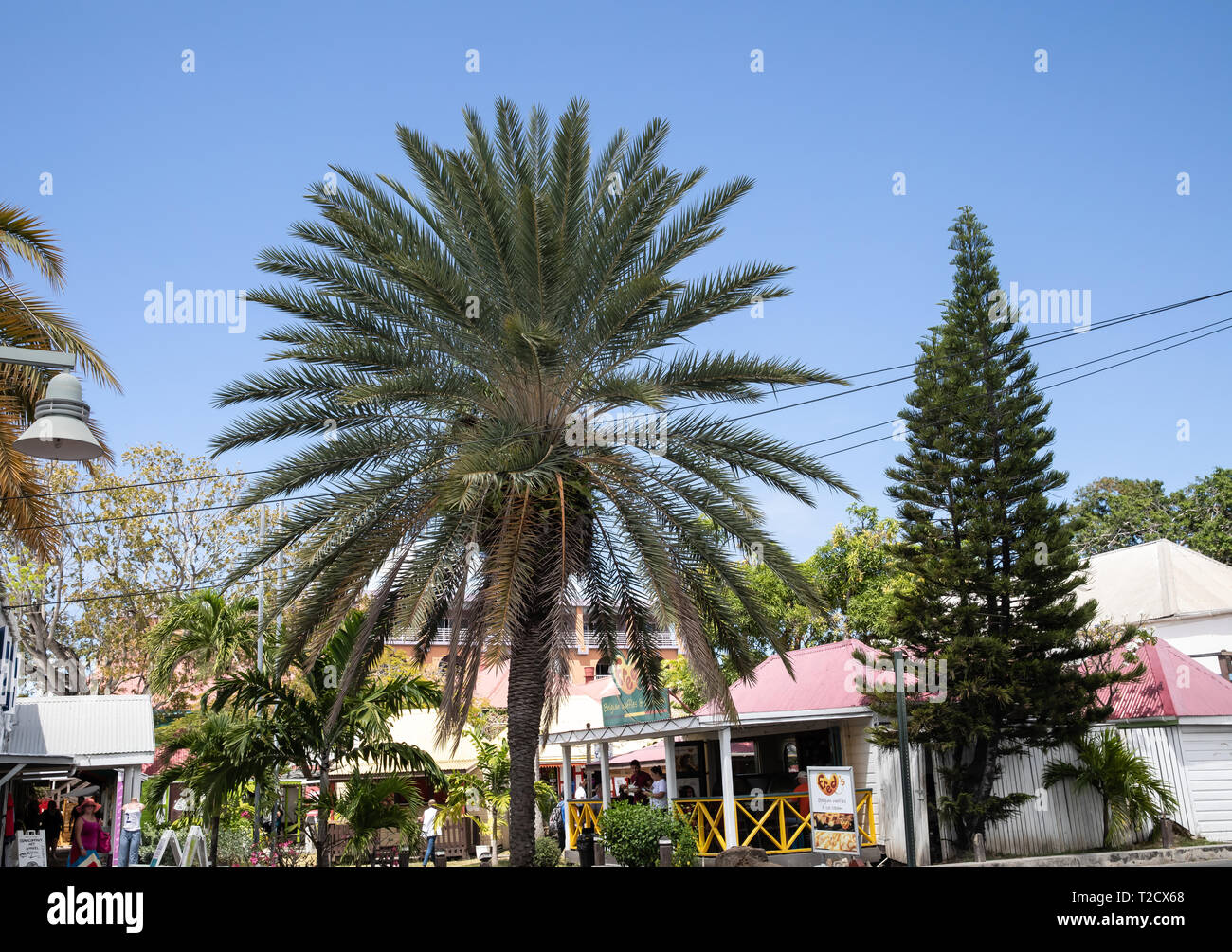Palm Trees in Saint John's, Capital of Antigua and Barbuda Stock Photo ...
