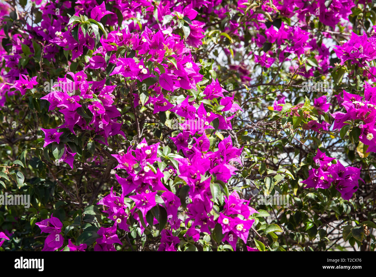 Vibrant pink flowers in Saint John's, Capital of Antigua and Barbuda ...