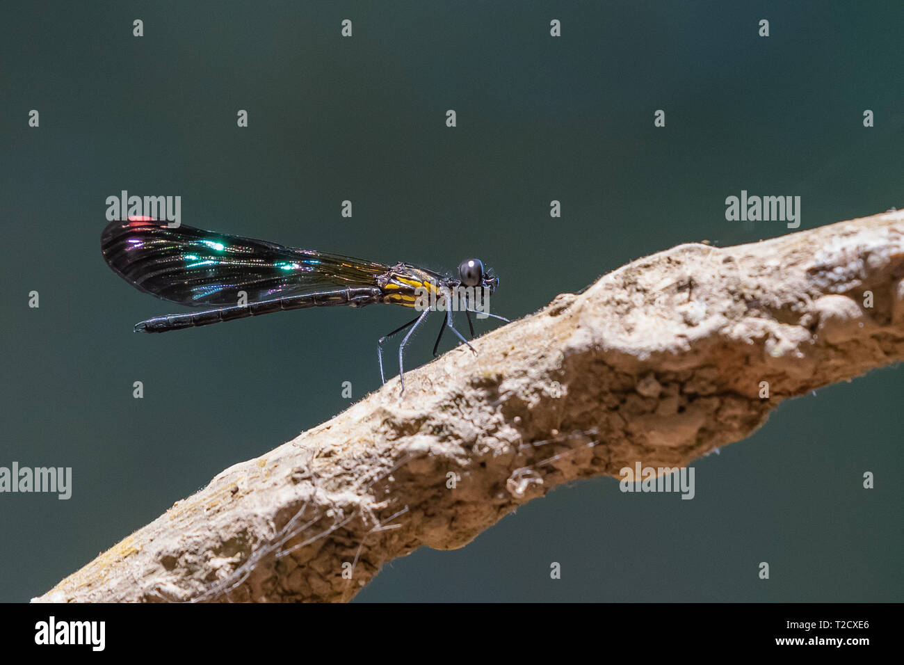 Colorful male Peacock Jewel damselfly perching on a dry perch Stock ...
