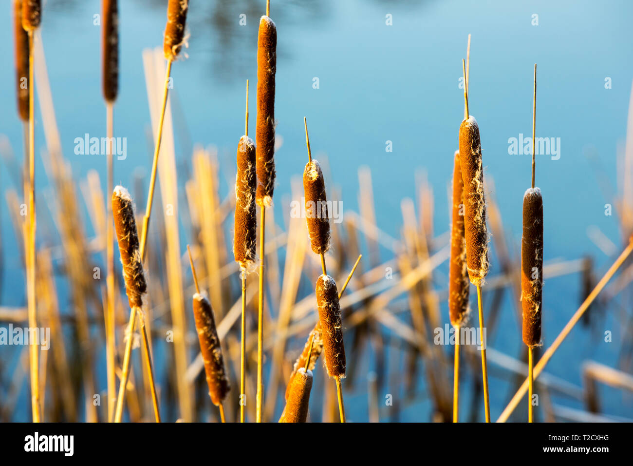 Bulrush, Typha latifolia growing on the banks of the River Brathay ...