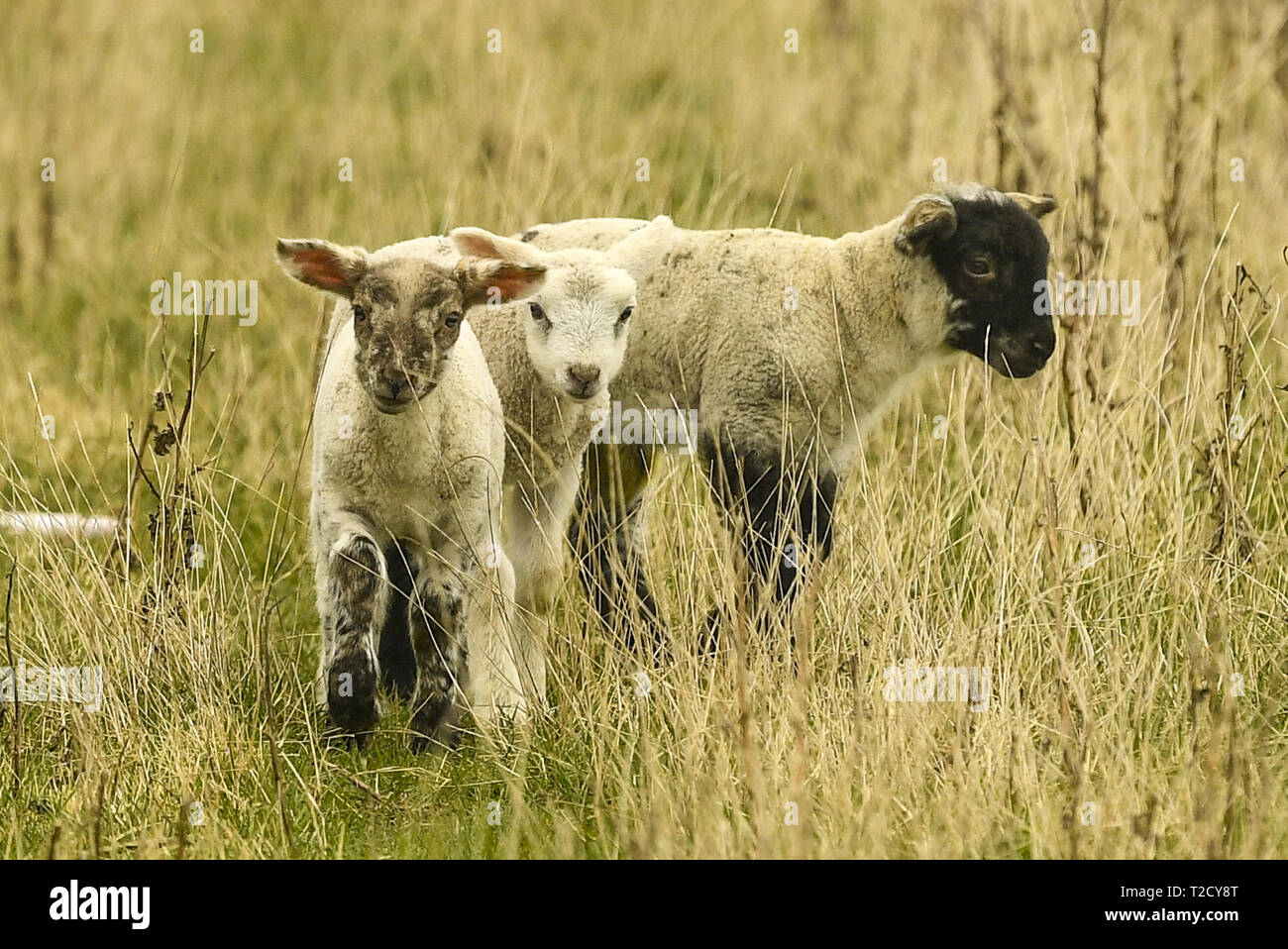 The 1st of March in the meteorological calendar is the first official ...