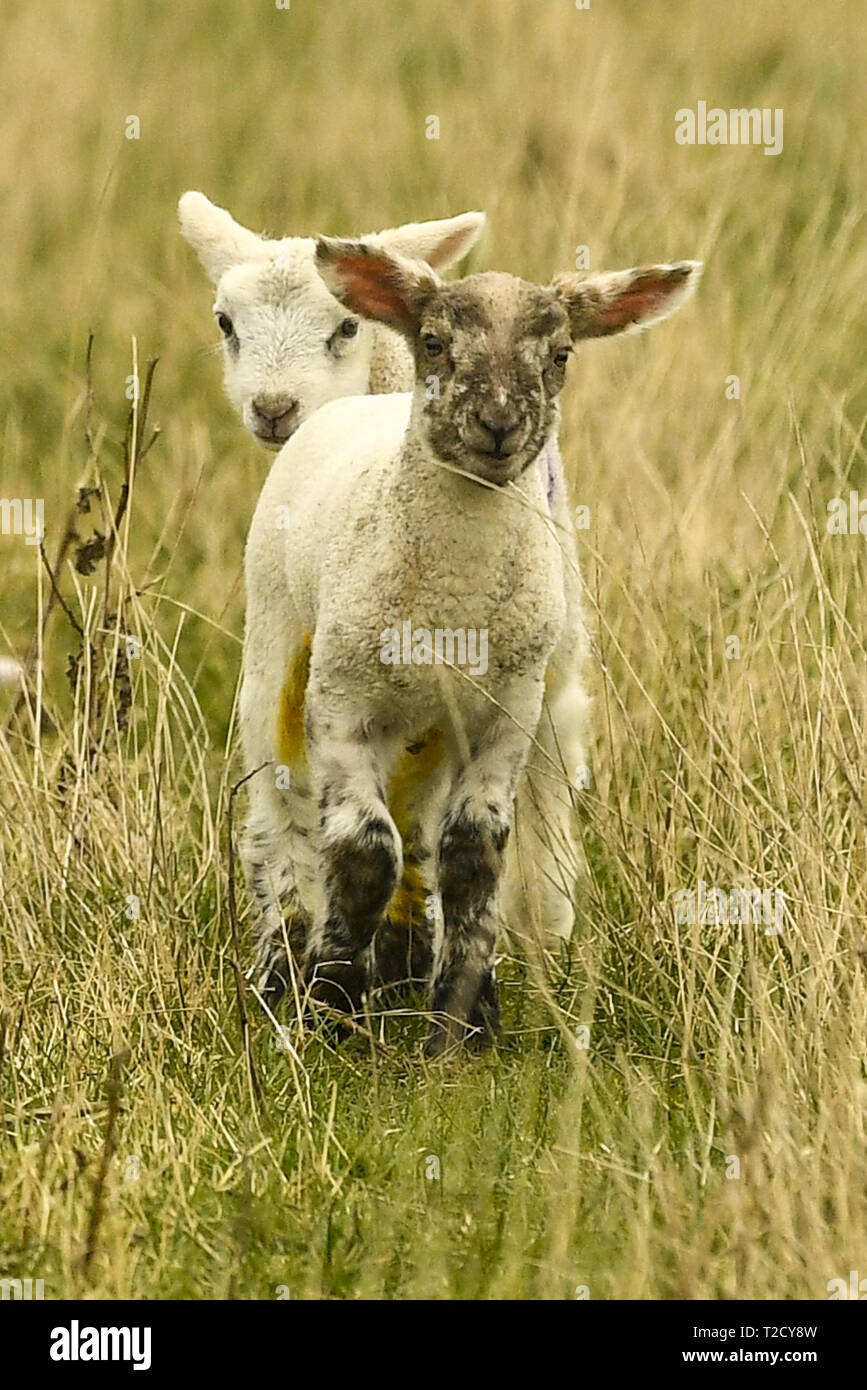 Tranent hi-res stock photography and images - Alamy