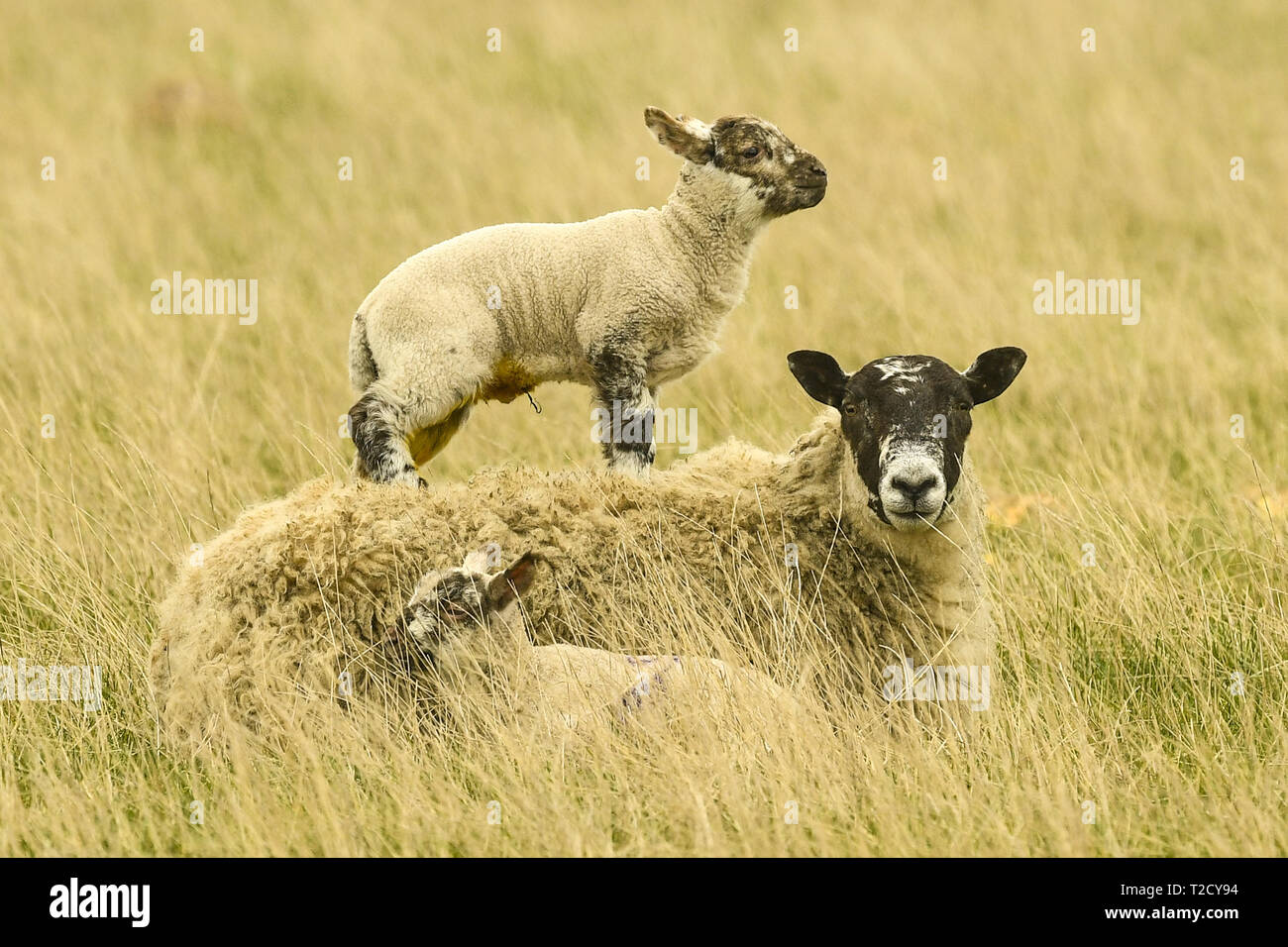 The 1st of March in the meteorological calendar is the first official ...
