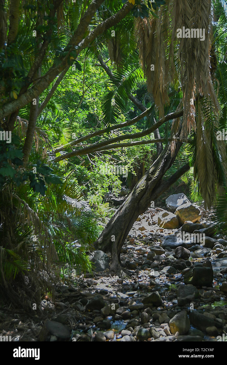 Dry stream in Kirstenbosch National Botanical Garden Stock Photo - Alamy