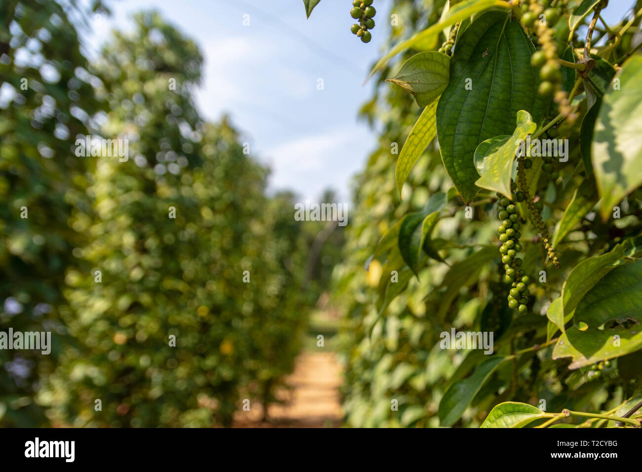 Pepper on a pepper tree branch in foreground and out of focus pepper ...