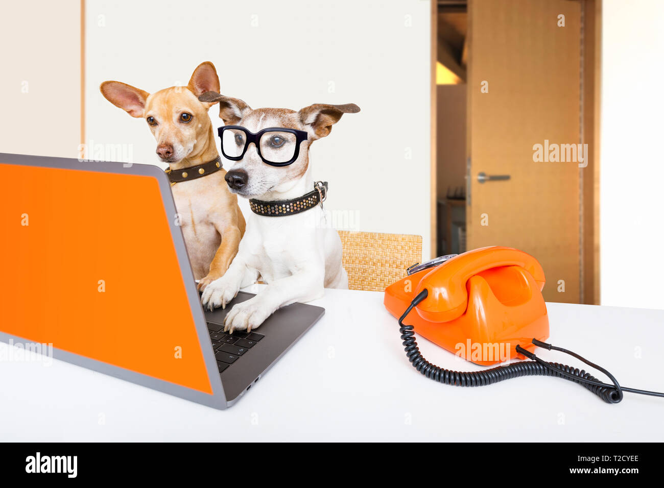 team or couple of dogs with glasses as secretary or operator with red ...