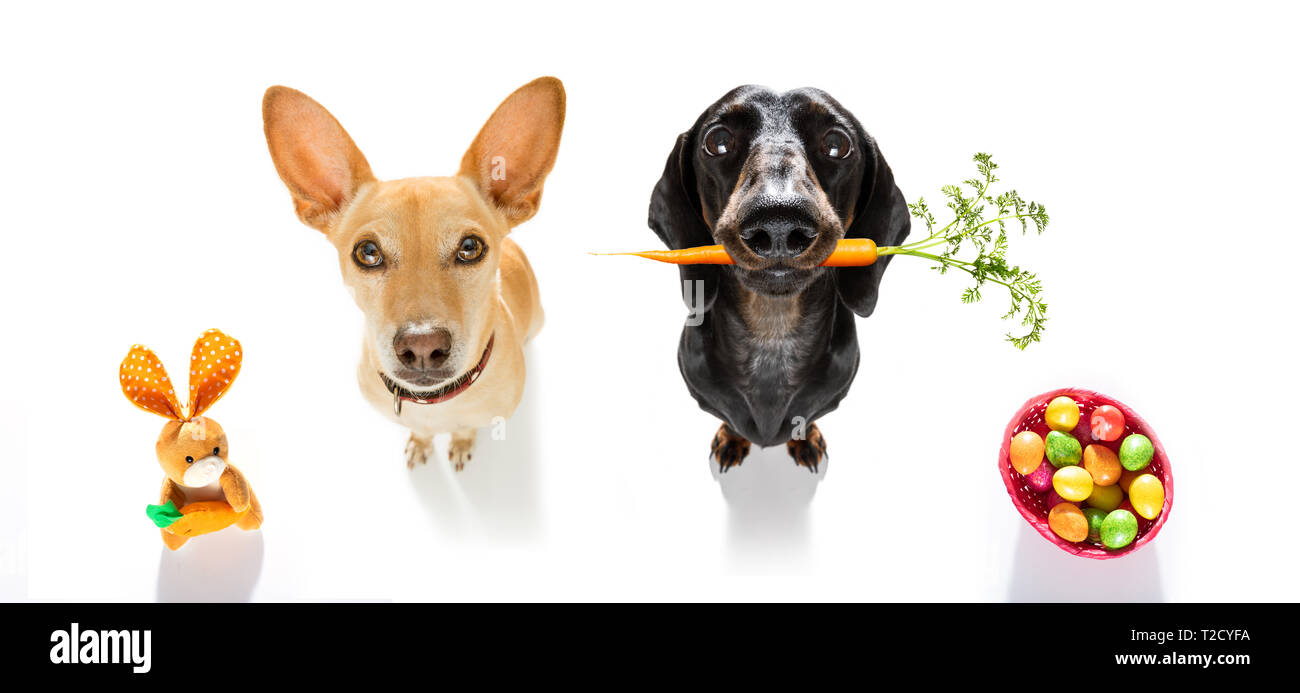 easter bunny team couple of dogs in a row with basket and eggs isolated ...
