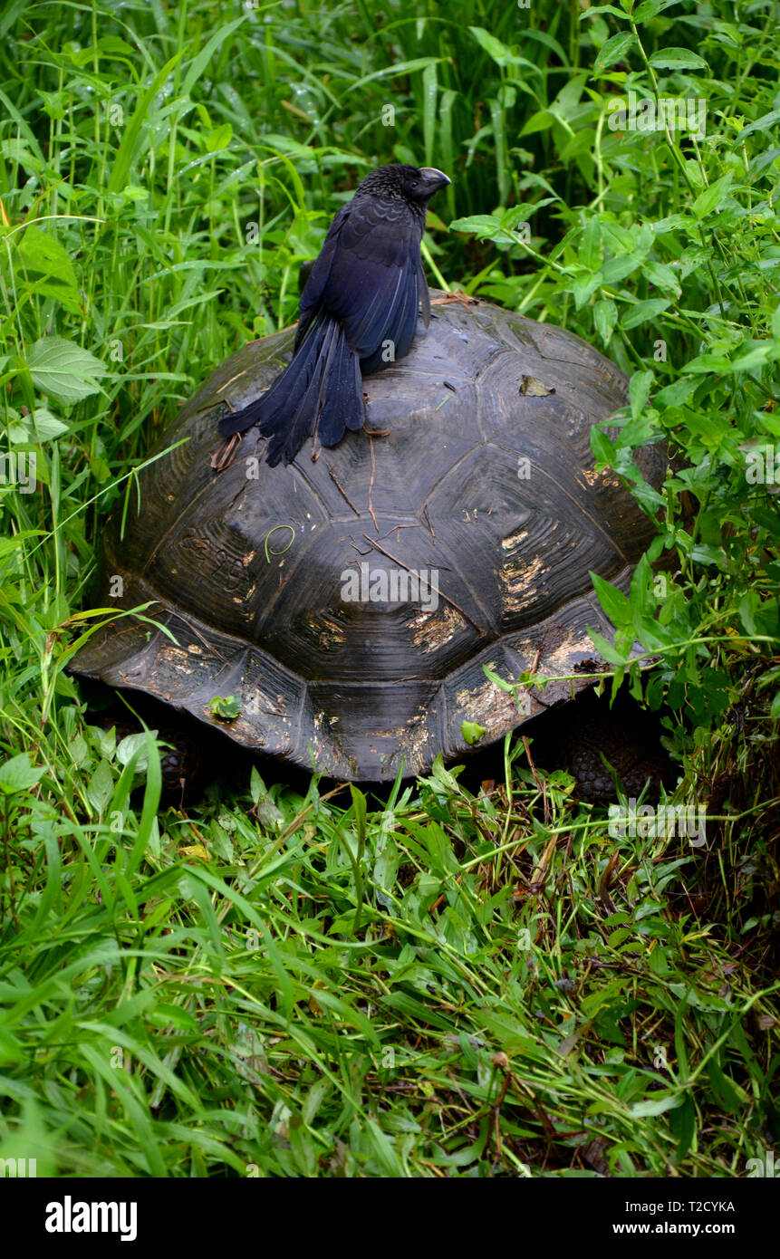 Galapagos giant turtle hi-res stock photography and images - Alamy