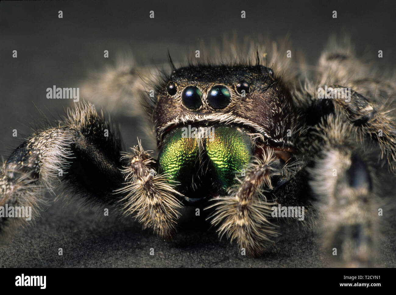 Jumping spider (Phidippus sp.) with highly iridescent mandibles Stock ...