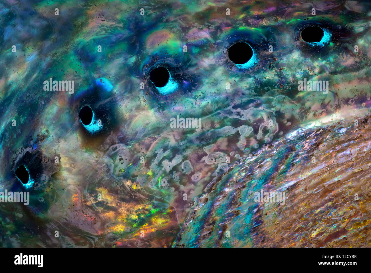 Close view of inside surface of abalone shell (Haliotis sp.), showing iridescent nacre and ...