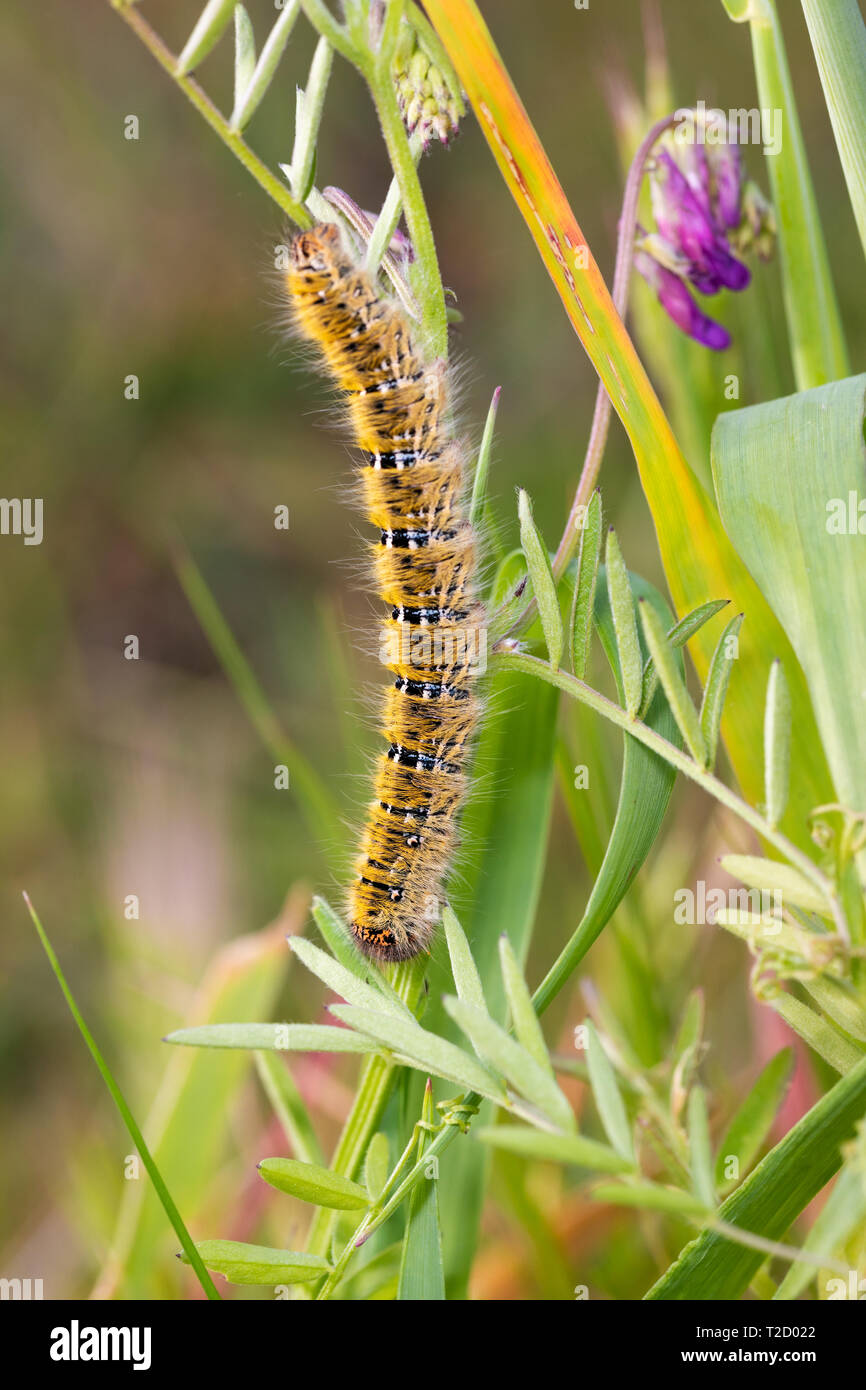 Silver spotted skipper caterpillar hi-res stock photography and images ...