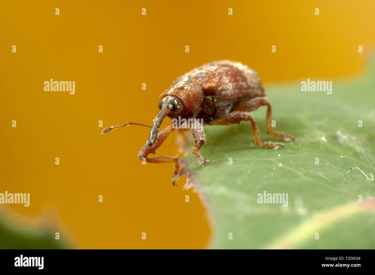 Extremely small (about 3mm) weevil beetle at 3-4X magnification on ...