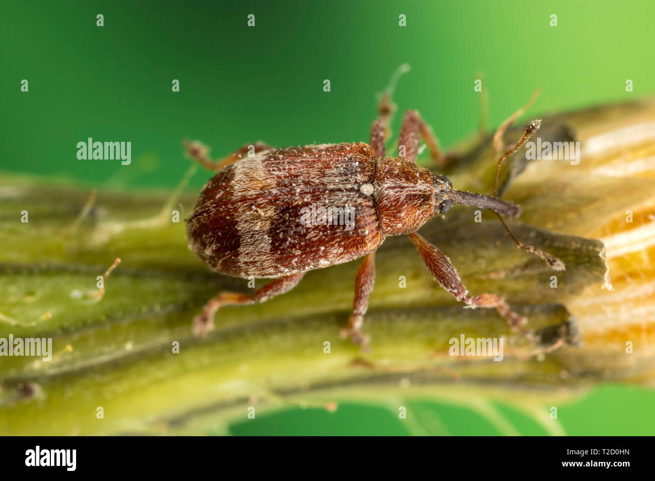 Extremely small (about 3mm) weevil beetle at 3-4X magnification on ...