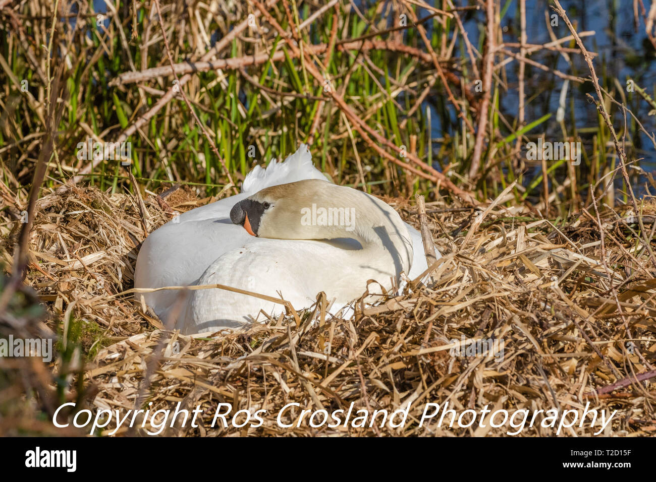 Swan lying on nest hi-res stock photography and images - Alamy