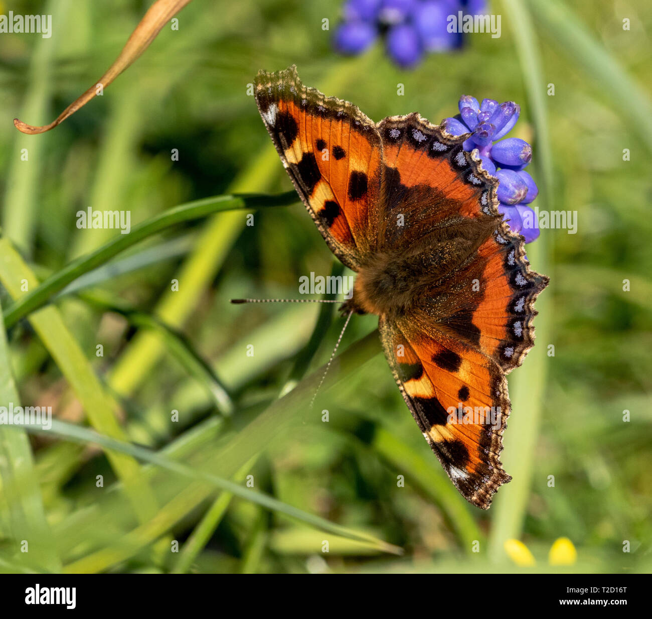 Four winged insect hi-res stock photography and images - Alamy