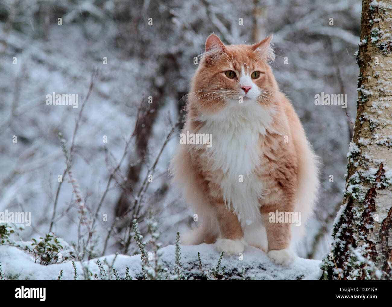 Norwegian forest cat male in white snowy forest Stock Photo - Alamy
