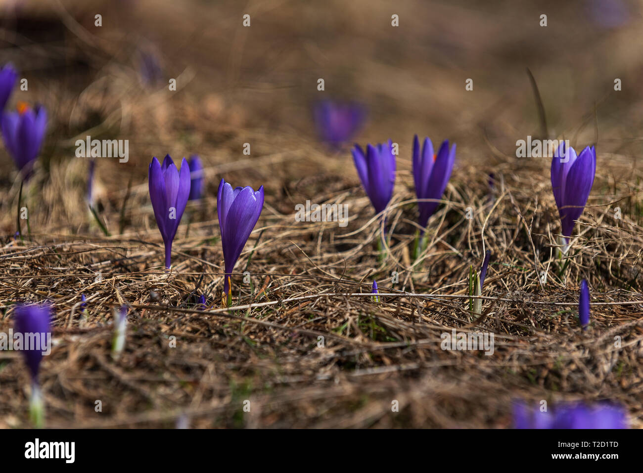 Spring flowering bulbs hi-res stock photography and images - Alamy
