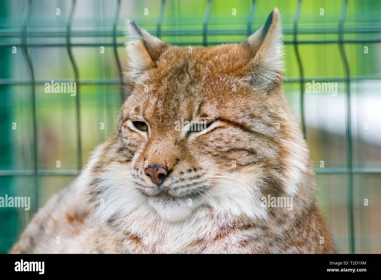 Exotic cat at the zoo hi-res stock photography and images - Alamy