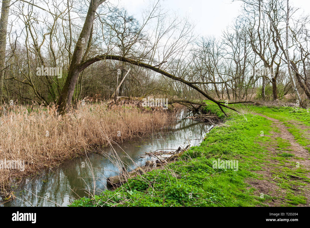 Tree over a river hi-res stock photography and images - Alamy
