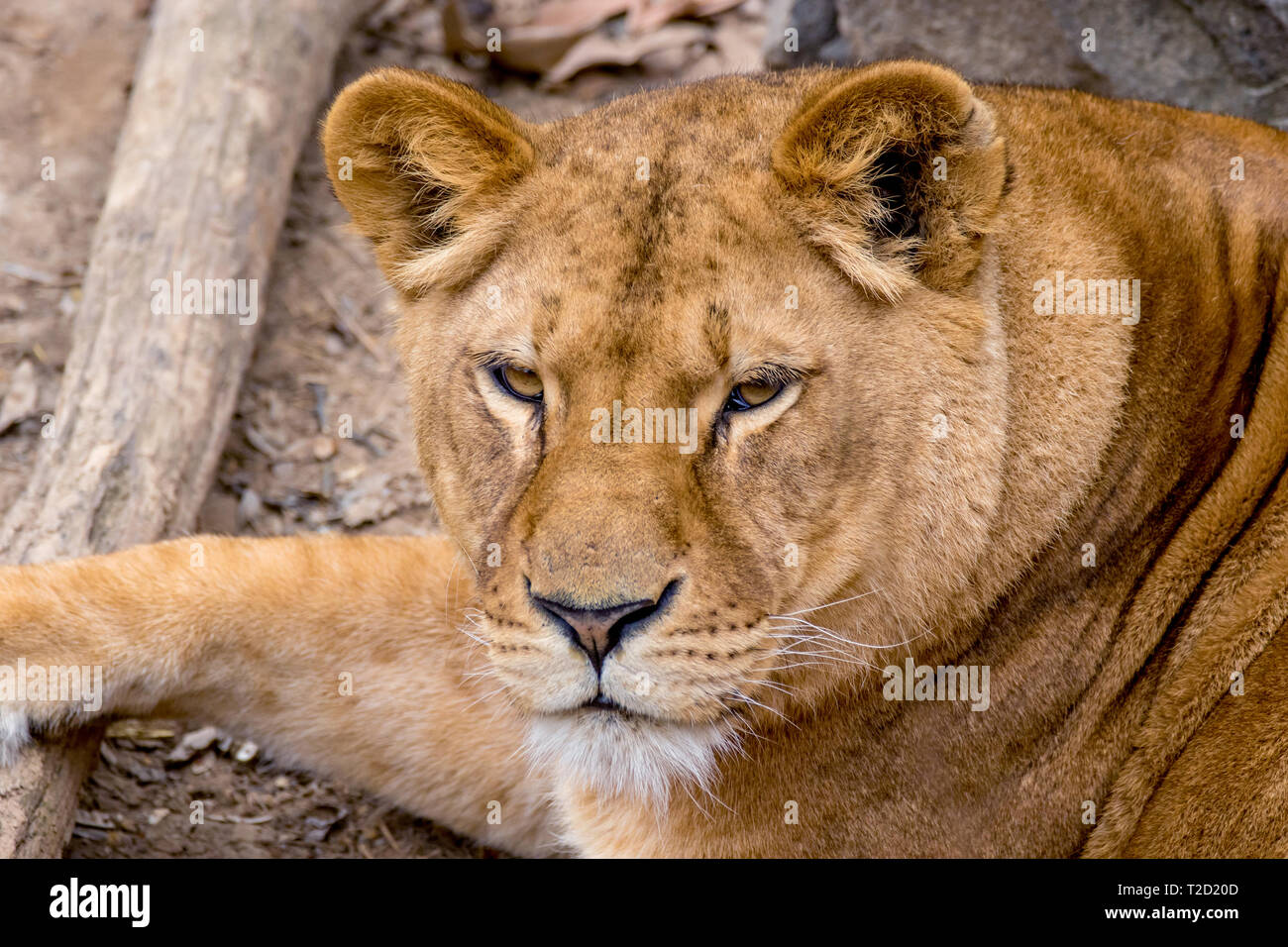 Lioness Eyes High Resolution Stock Photography and Images - Alamy