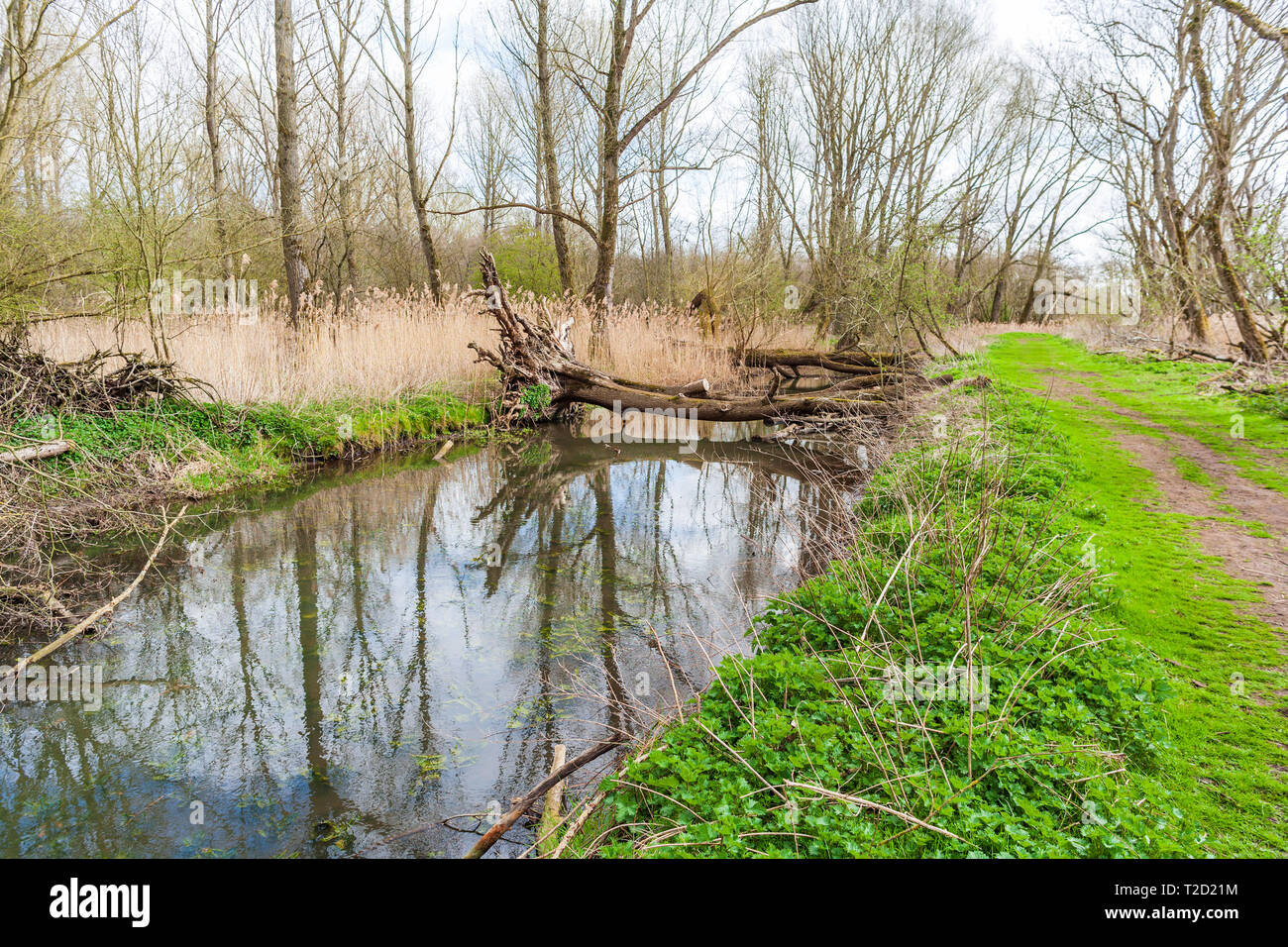 fallen tree over a river Stock Photo - Alamy