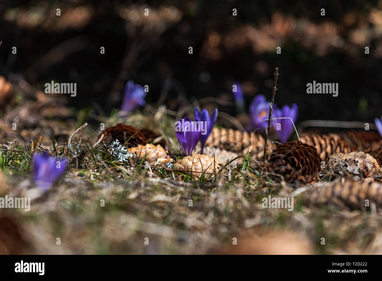 Spring flowering bulbs hi-res stock photography and images - Alamy