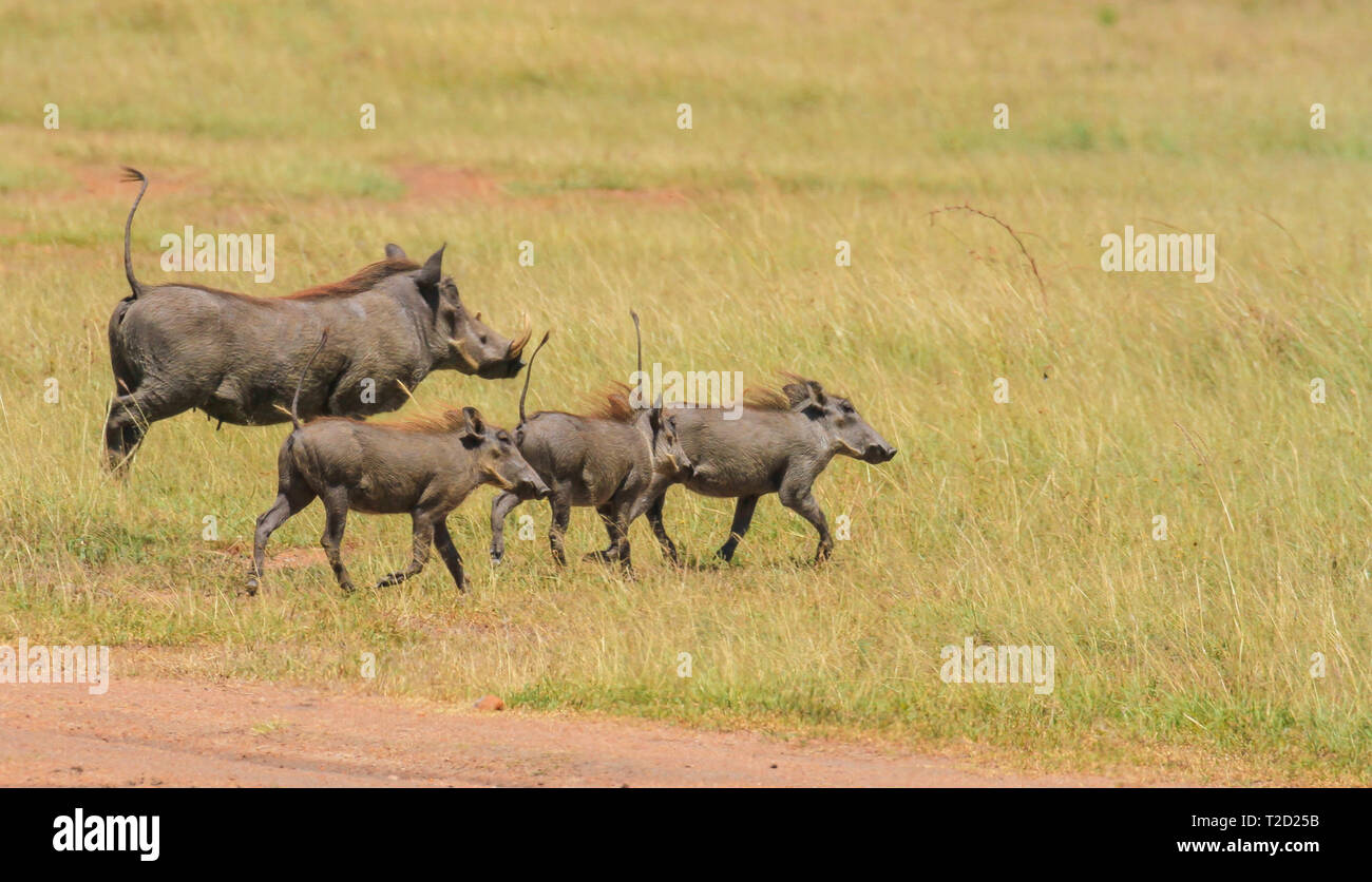 Warthogs running hi-res stock photography and images - Alamy